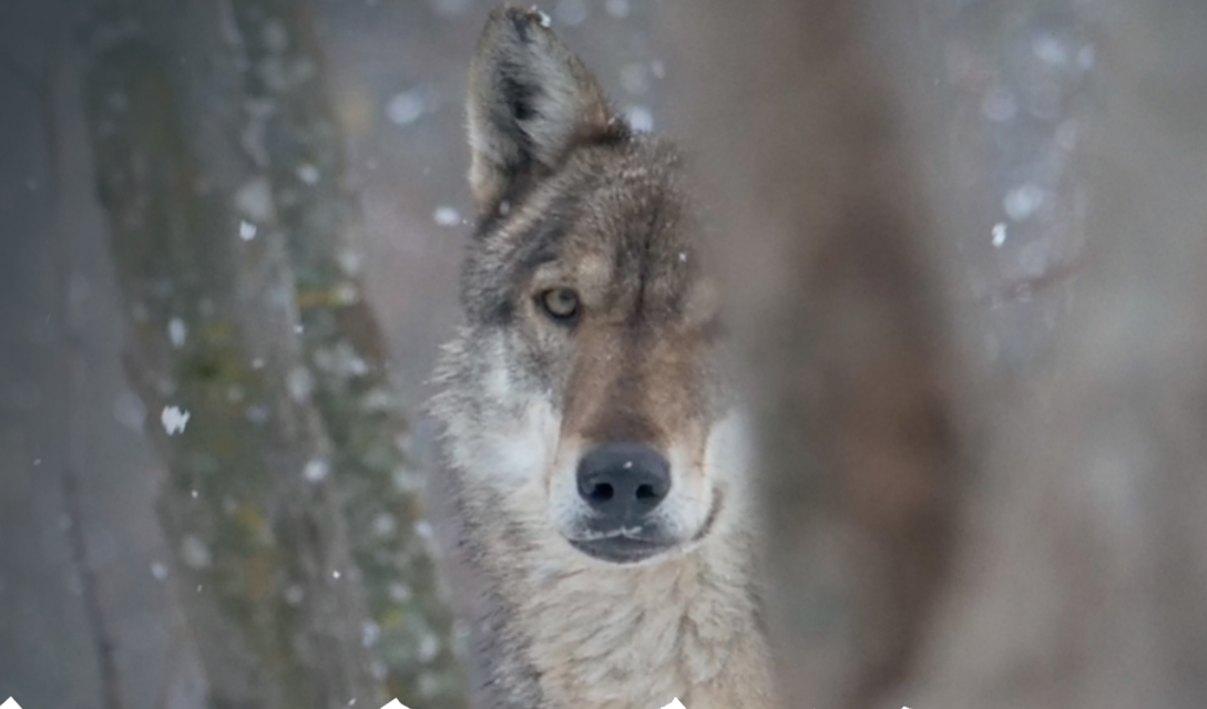 WINTER SCHOOL PER DOCENTI ED EDUCATORI AMBIENTALI - PROGETTO LIFE WOLF ...